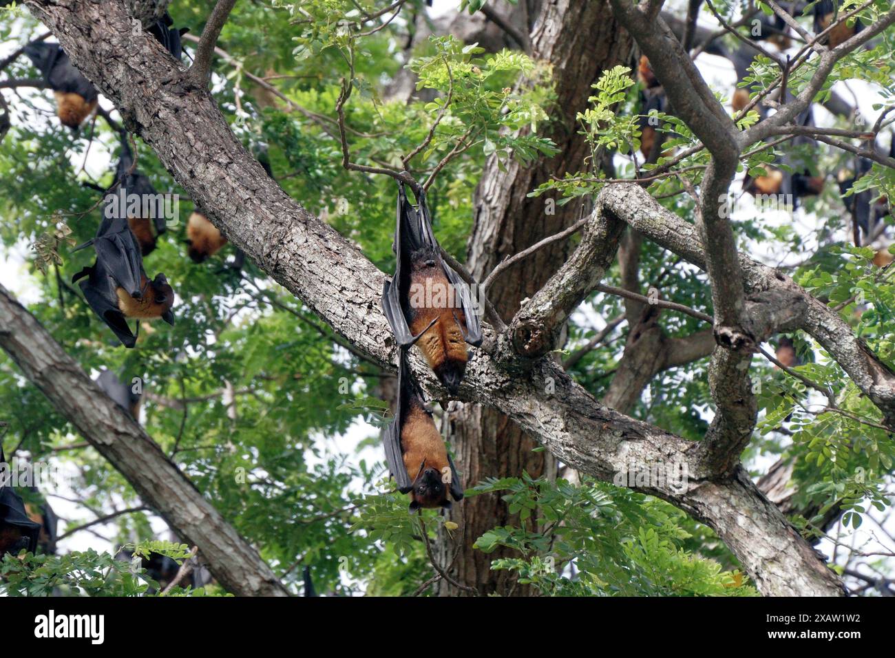 flying fox or big bat hanging on the tree Stock Photo - Alamy