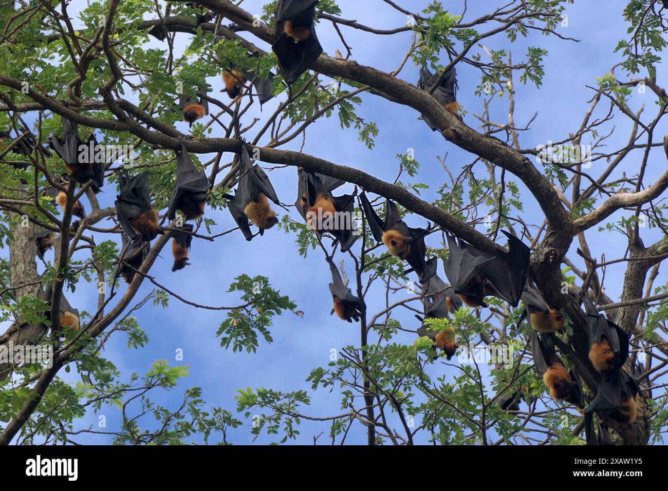 flying fox or big bat hanging on the tree Stock Photo - Alamy