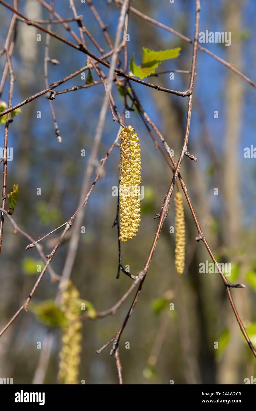 new foliage on birch trees in spring, beautiful new birch foliage in ...
