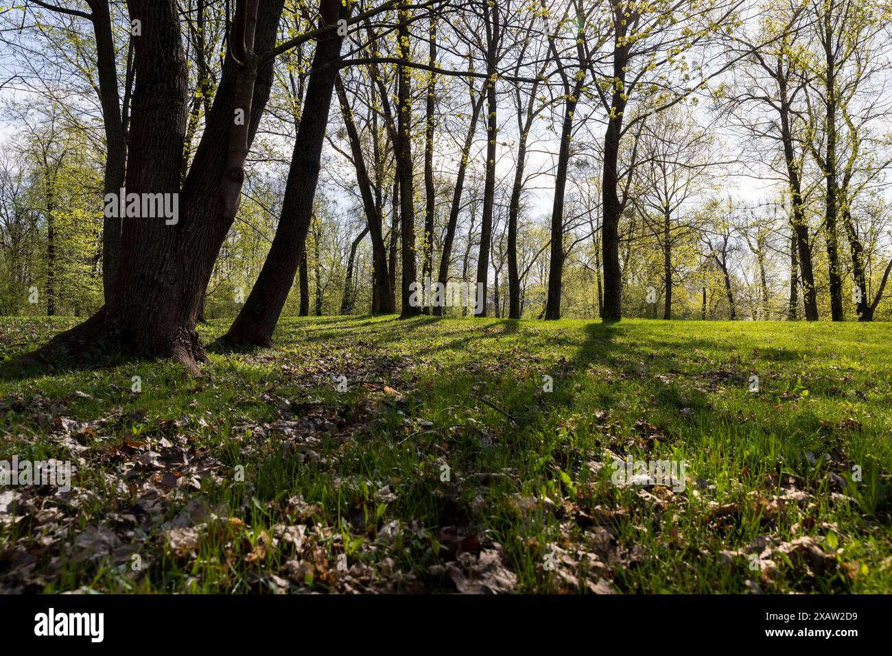 new foliage on maple trees in spring, beautiful new maple foliage in ...