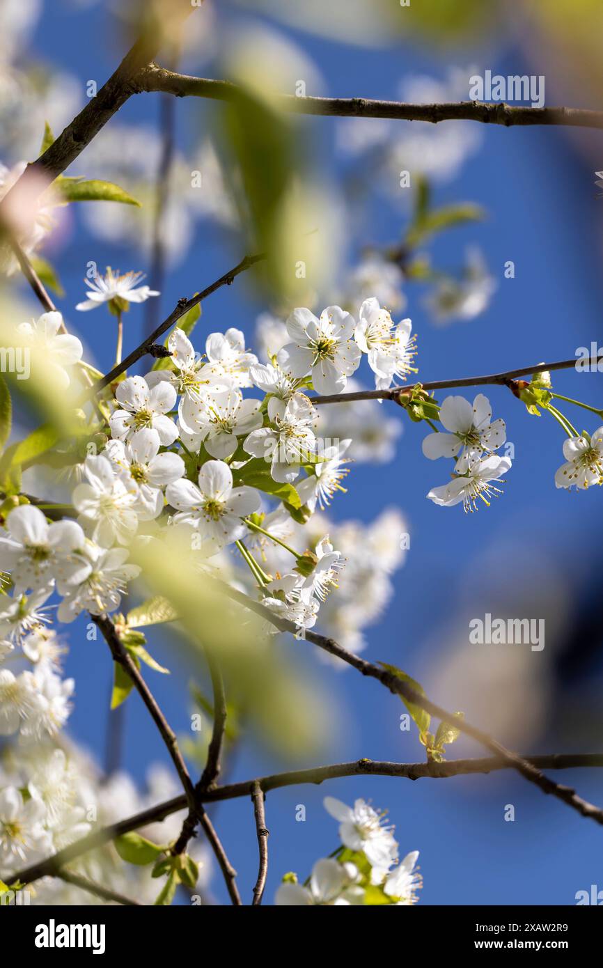 cherry blossoms in spring in sunny weather, cherry blossoms in the ...