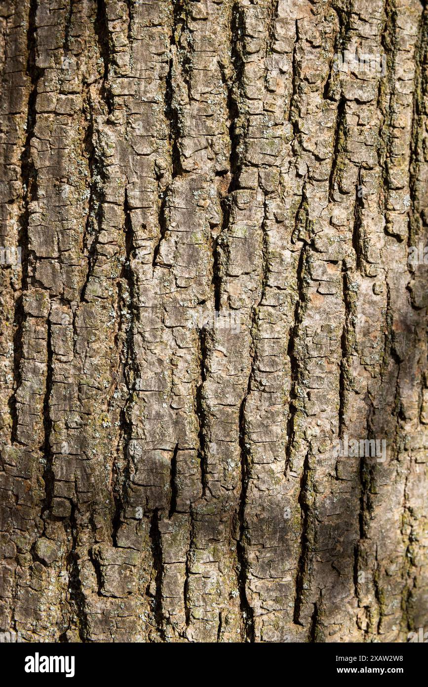 details of maple bark in the spring season, illuminated by sunlight ...
