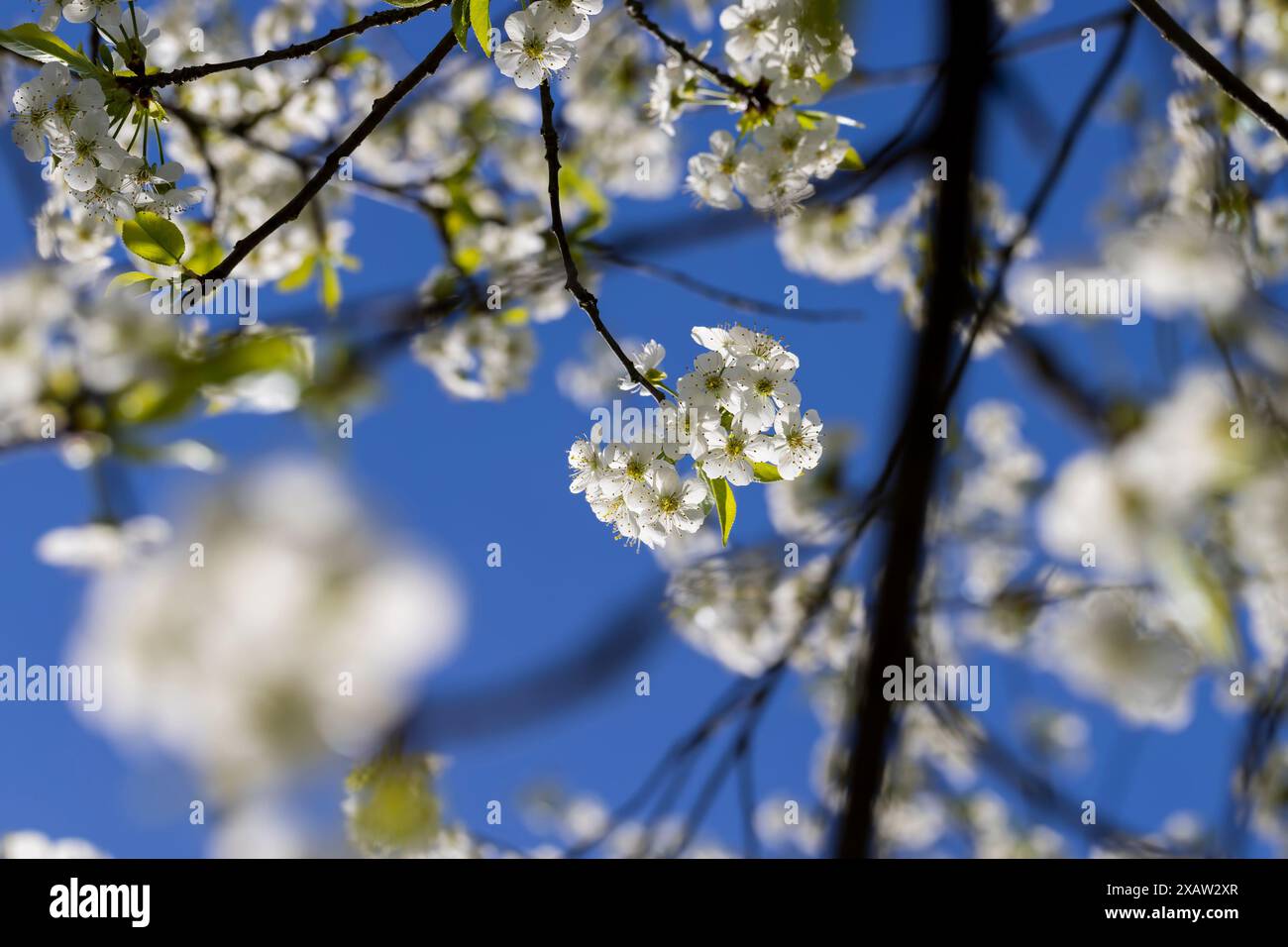 cherry blossoms in spring in sunny weather, cherry blossoms in the ...