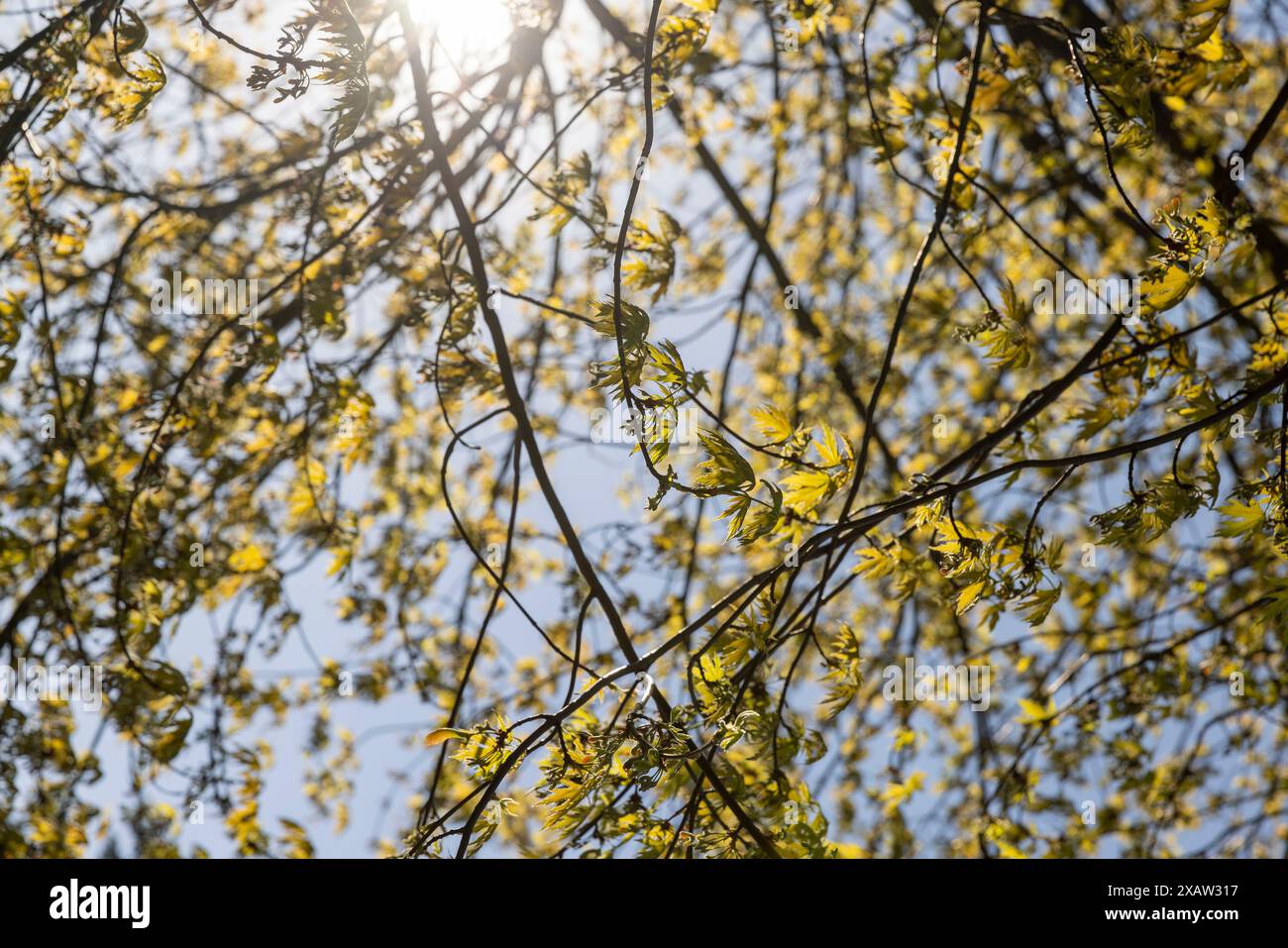 new foliage on maple trees in spring, beautiful new maple foliage in ...