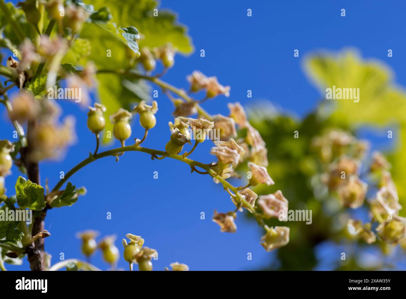 green foliage and gooseberry flowers on a blue sky background, blooming ...
