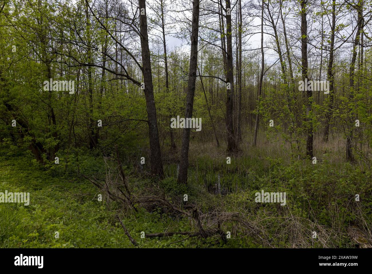 mixed forest in a swampy area in cloudy weather, deciduous trees ...