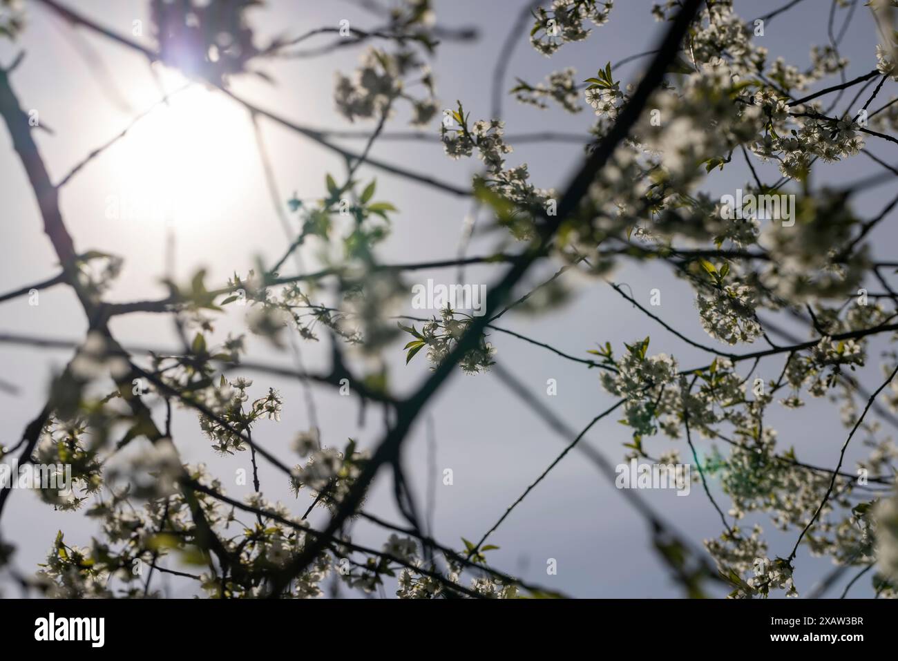 cherry blossoms in spring in sunny weather, cherry blossoms in the ...