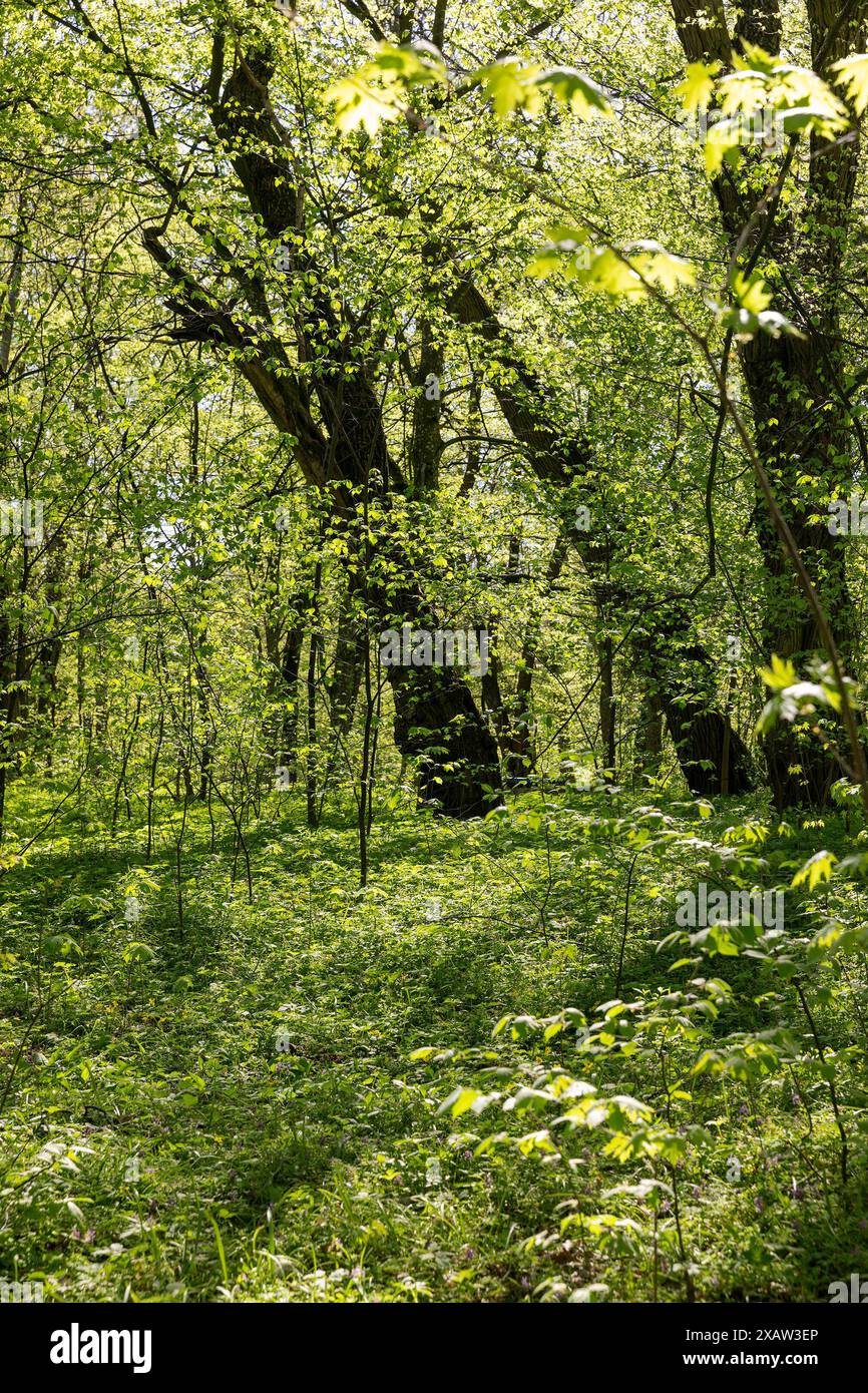flowering trees in the spring season , a park with different types of ...