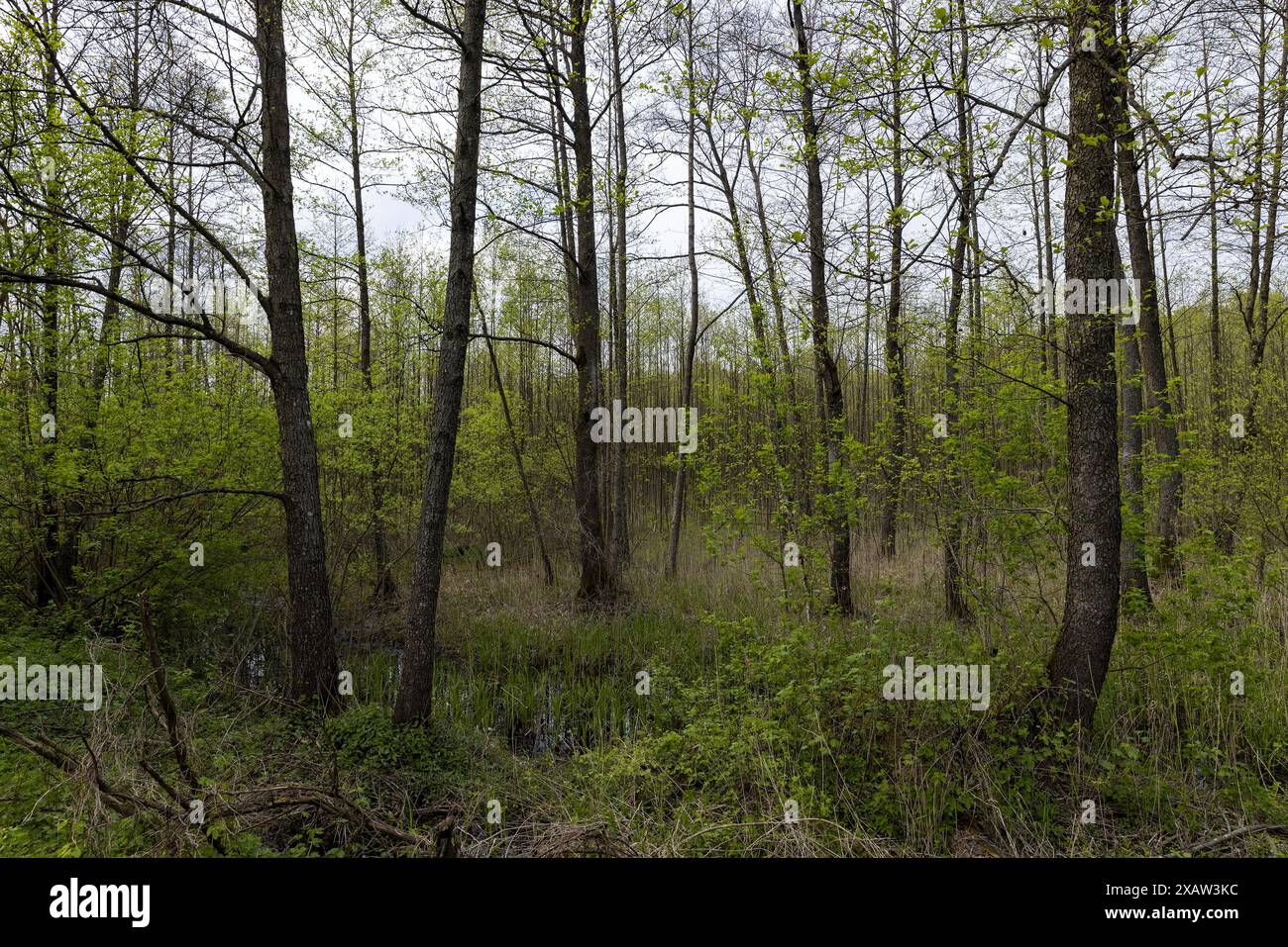 mixed forest in a swampy area in cloudy weather, deciduous trees ...