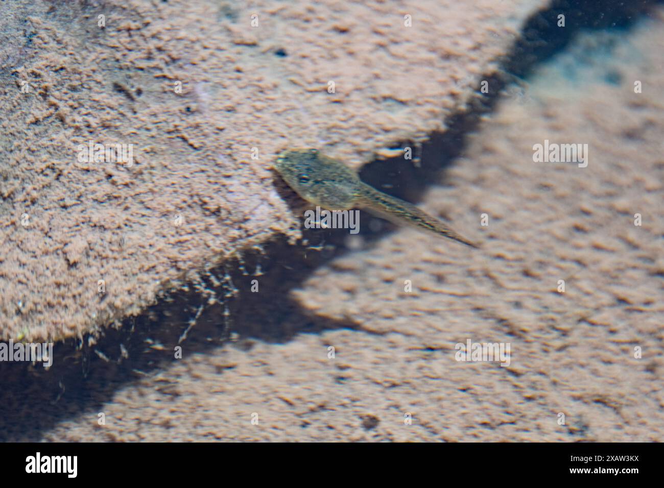 Aquatic tadpole hi-res stock photography and images - Alamy