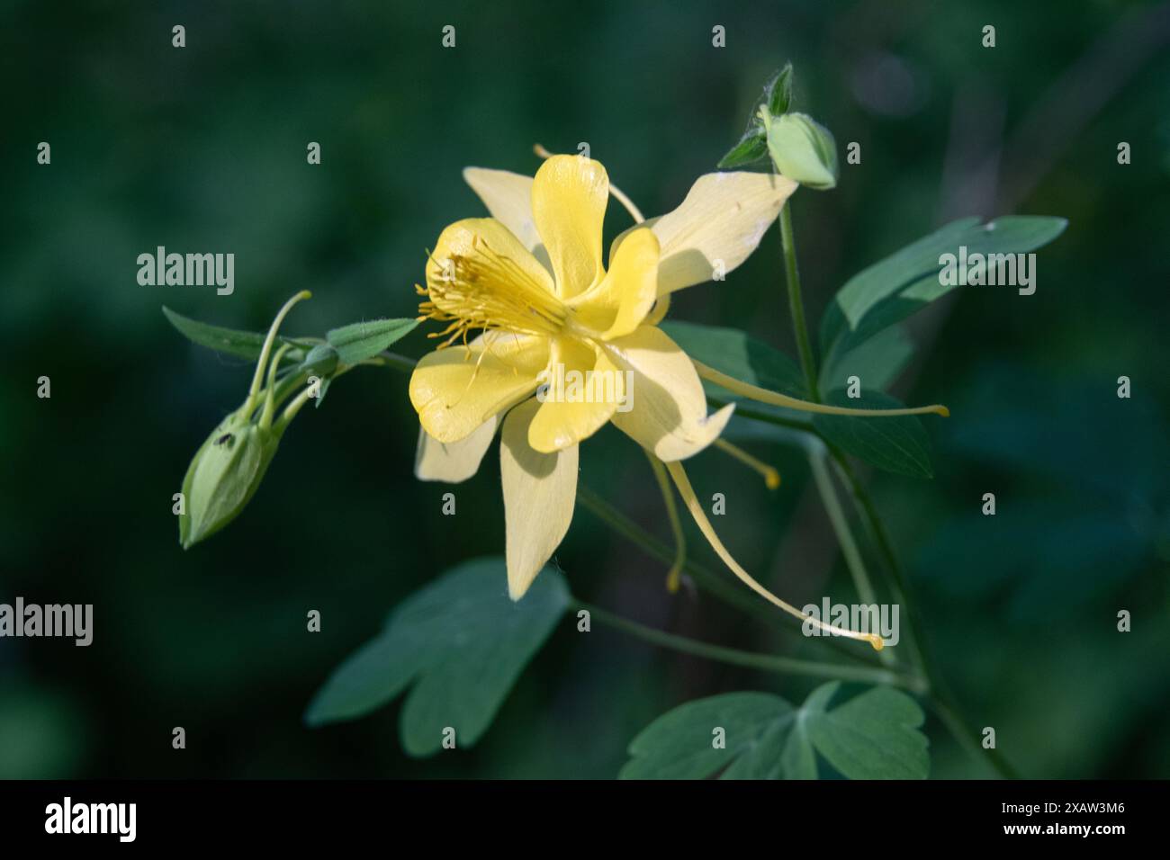 Golden Columbine (Aquilegia chrysantha Stock Photo - Alamy