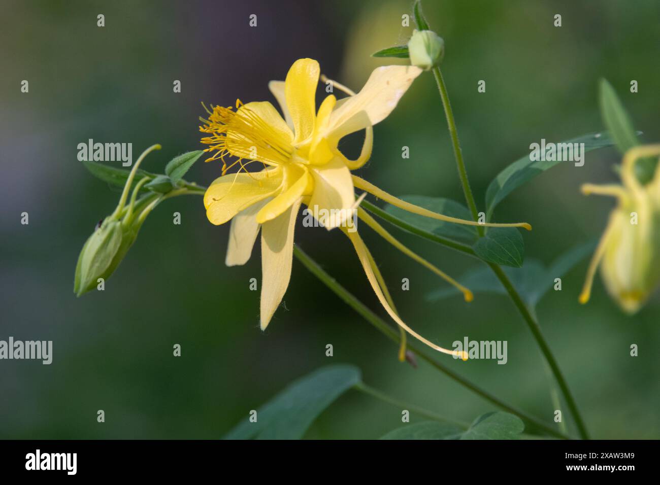 Golden Columbine (Aquilegia chrysantha Stock Photo - Alamy