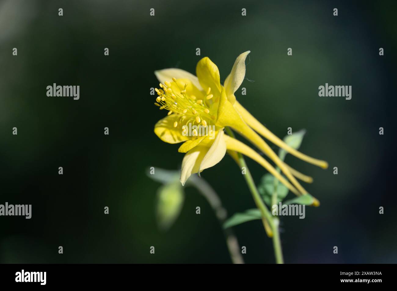 Golden Columbine (Aquilegia chrysantha Stock Photo - Alamy