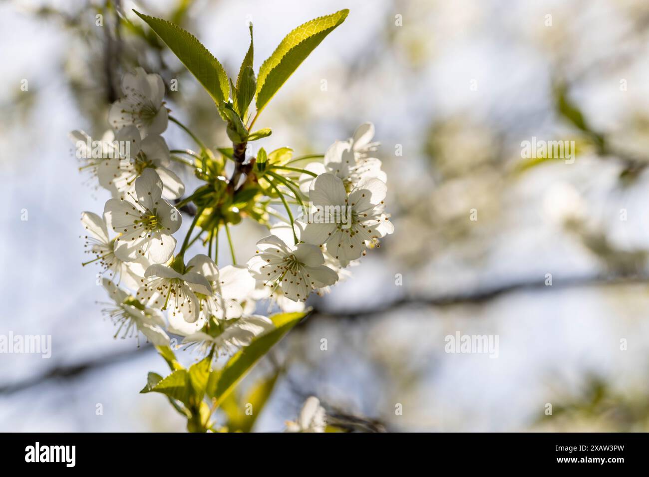 cherry blossoms in spring in sunny weather, cherry blossoms in the ...