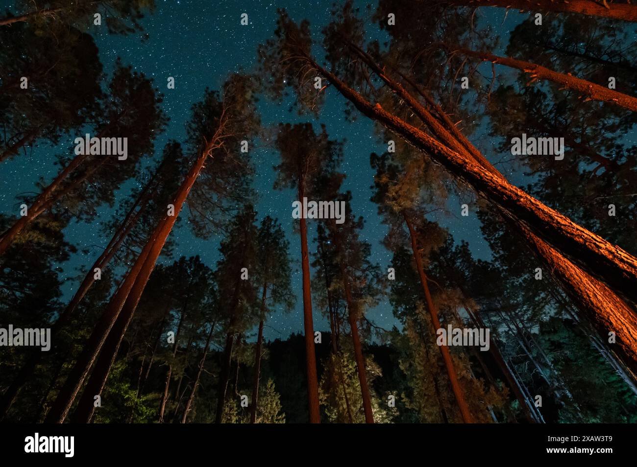 Painting pine forest hi-res stock photography and images - Alamy