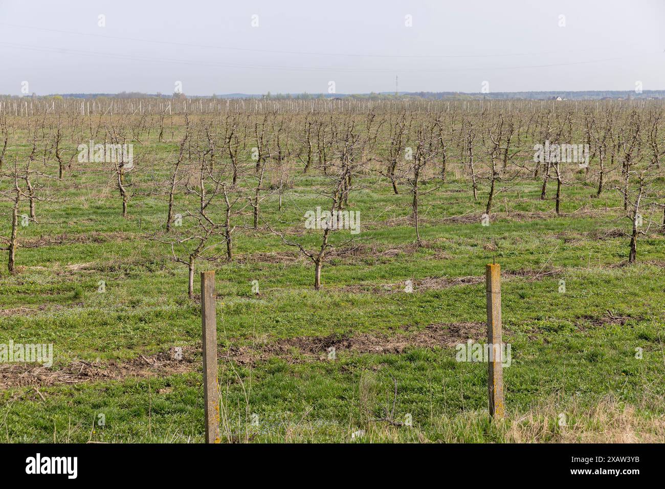 apple orchard in cloudy weather , orchard with stunted apple trees in ...