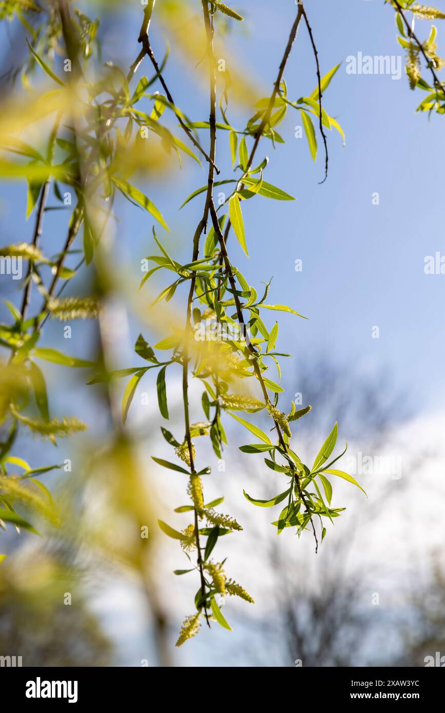 new foliage on willow trees in spring, beautiful new willow foliage in ...
