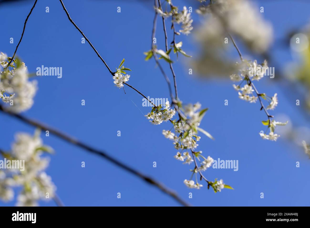 cherry blossoms in spring in sunny weather, cherry blossoms in the ...