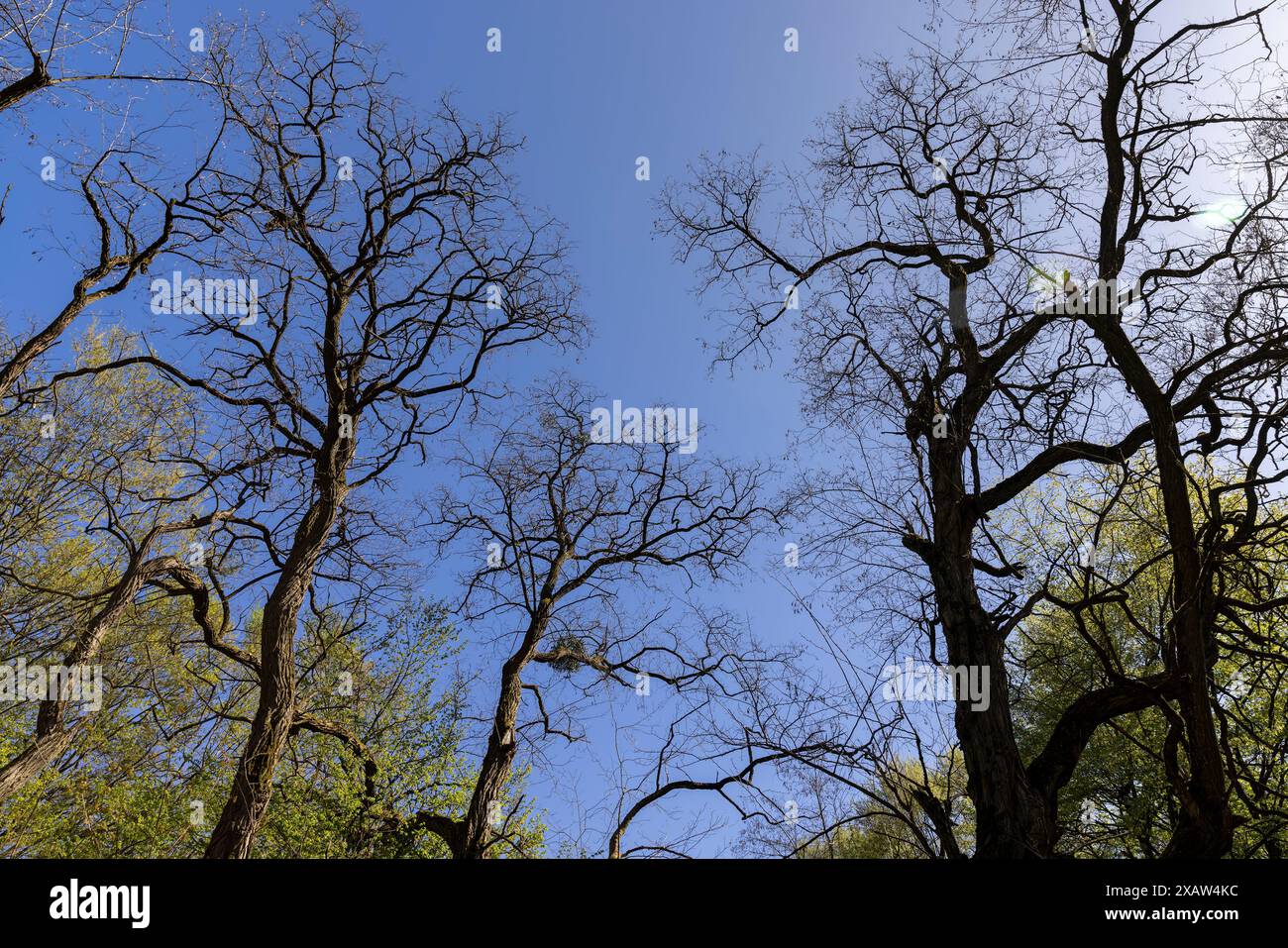 acacia tree in spring without foliage in the park, acacia branches ...
