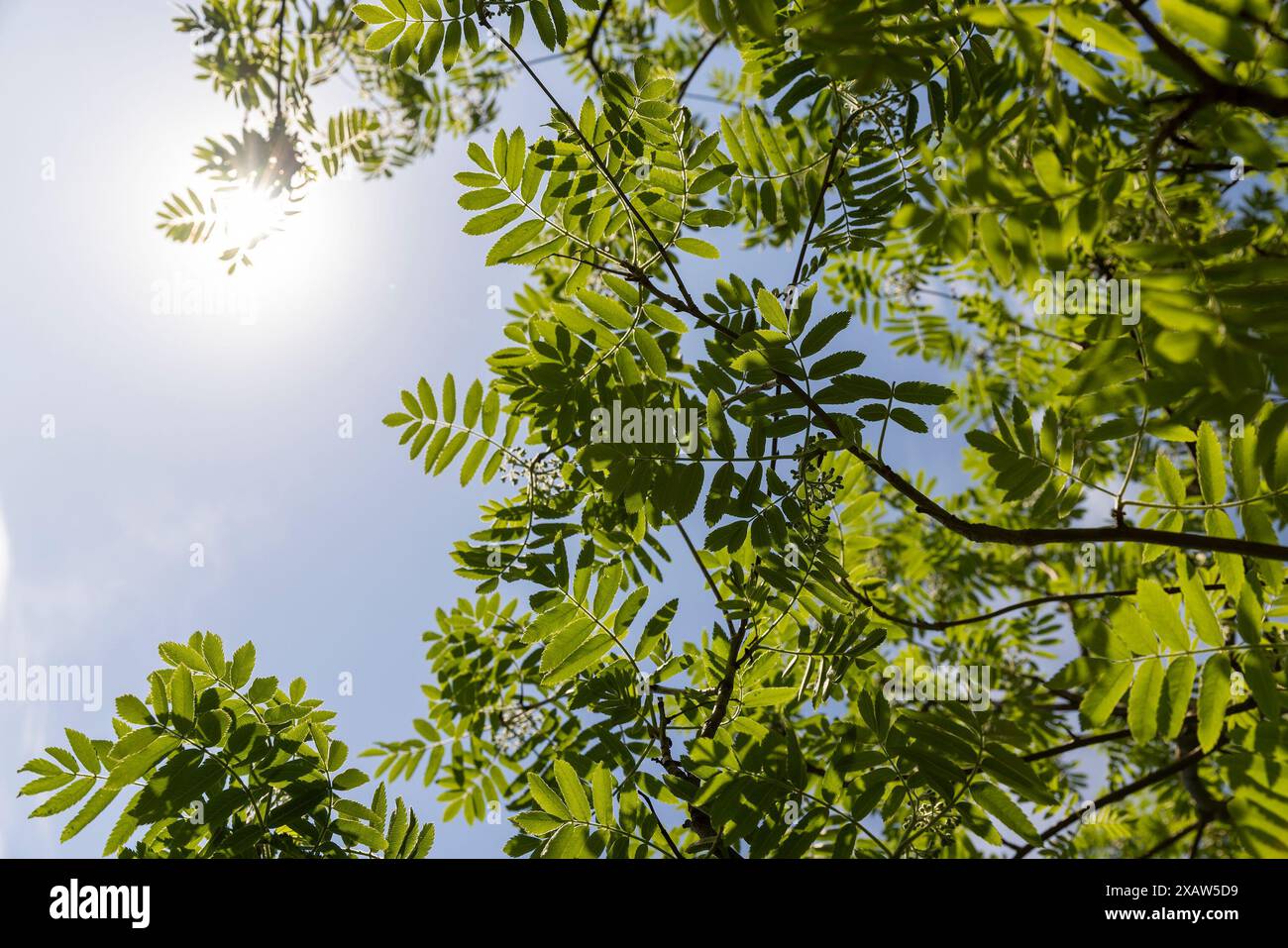 new foliage on rowan trees in spring, beautiful new rowan foliage in ...