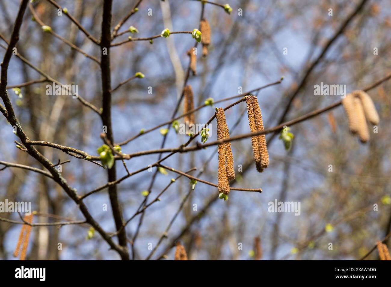 new foliage on birch trees in spring, beautiful new birch foliage in ...