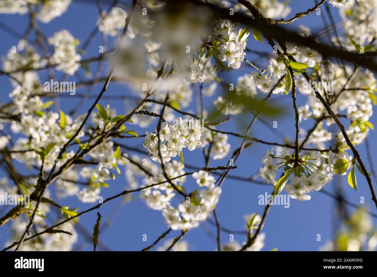 cherry blossoms in spring in sunny weather, cherry blossoms in the ...