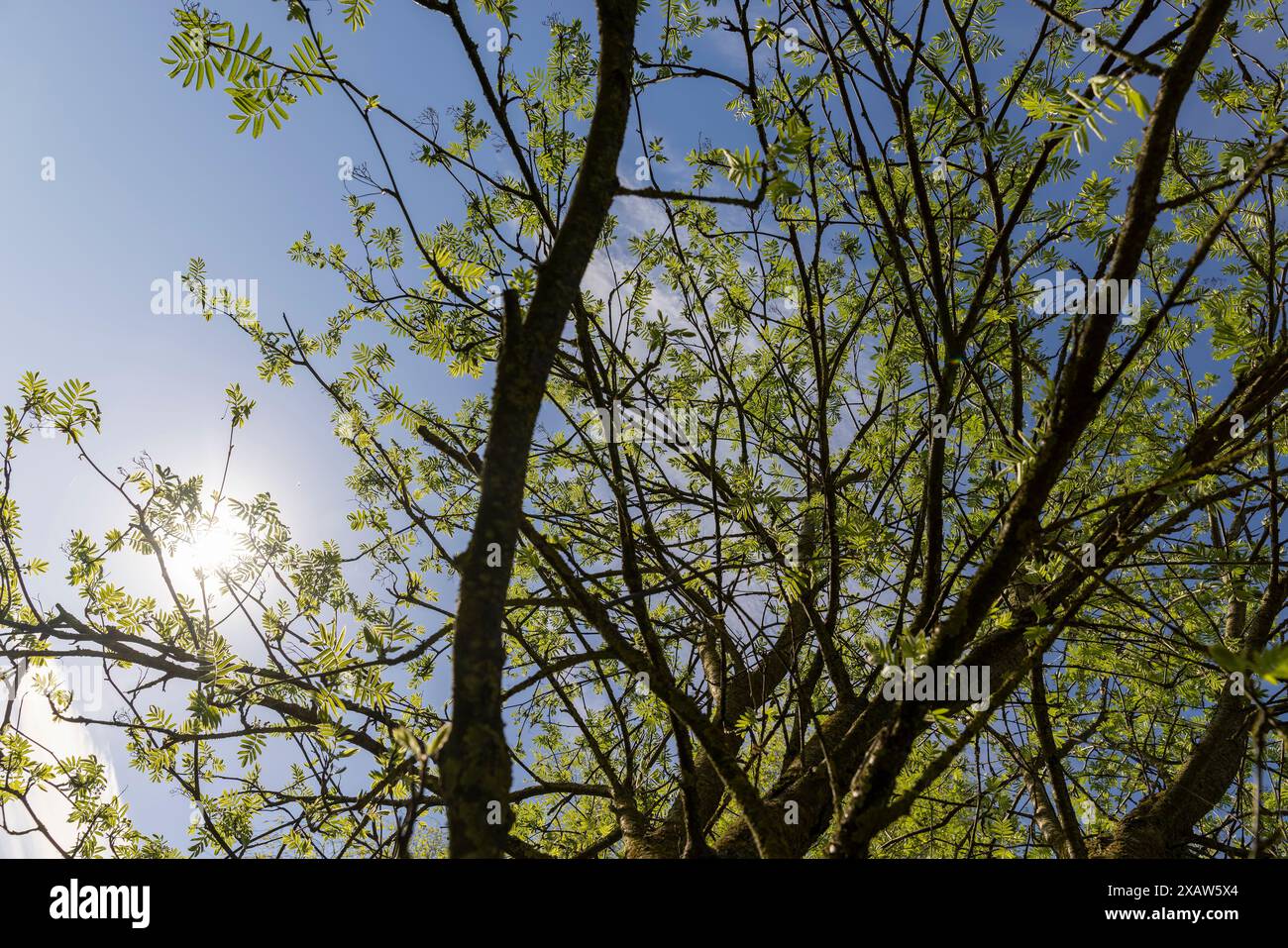 new foliage on rowan trees in spring, beautiful new rowan foliage in ...