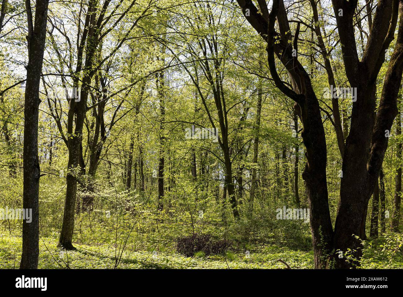 flowering trees in the spring season , a park with different types of ...