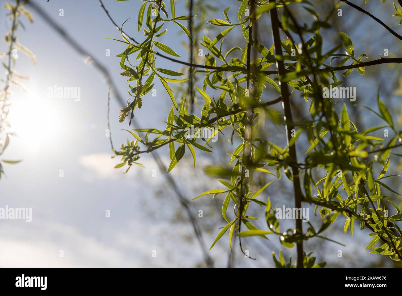 new foliage on willow trees in spring, beautiful new willow foliage in ...