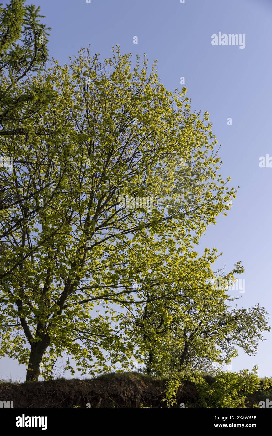 tall maple trees with green foliage growing on the cliff, deciduous ...