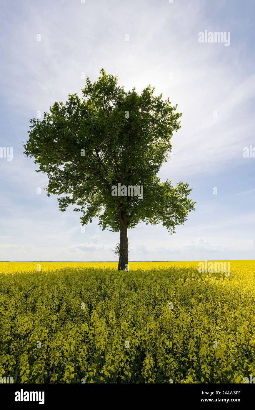 a tall tree growing in a rapeseed field, beautiful yellow rapeseed ...