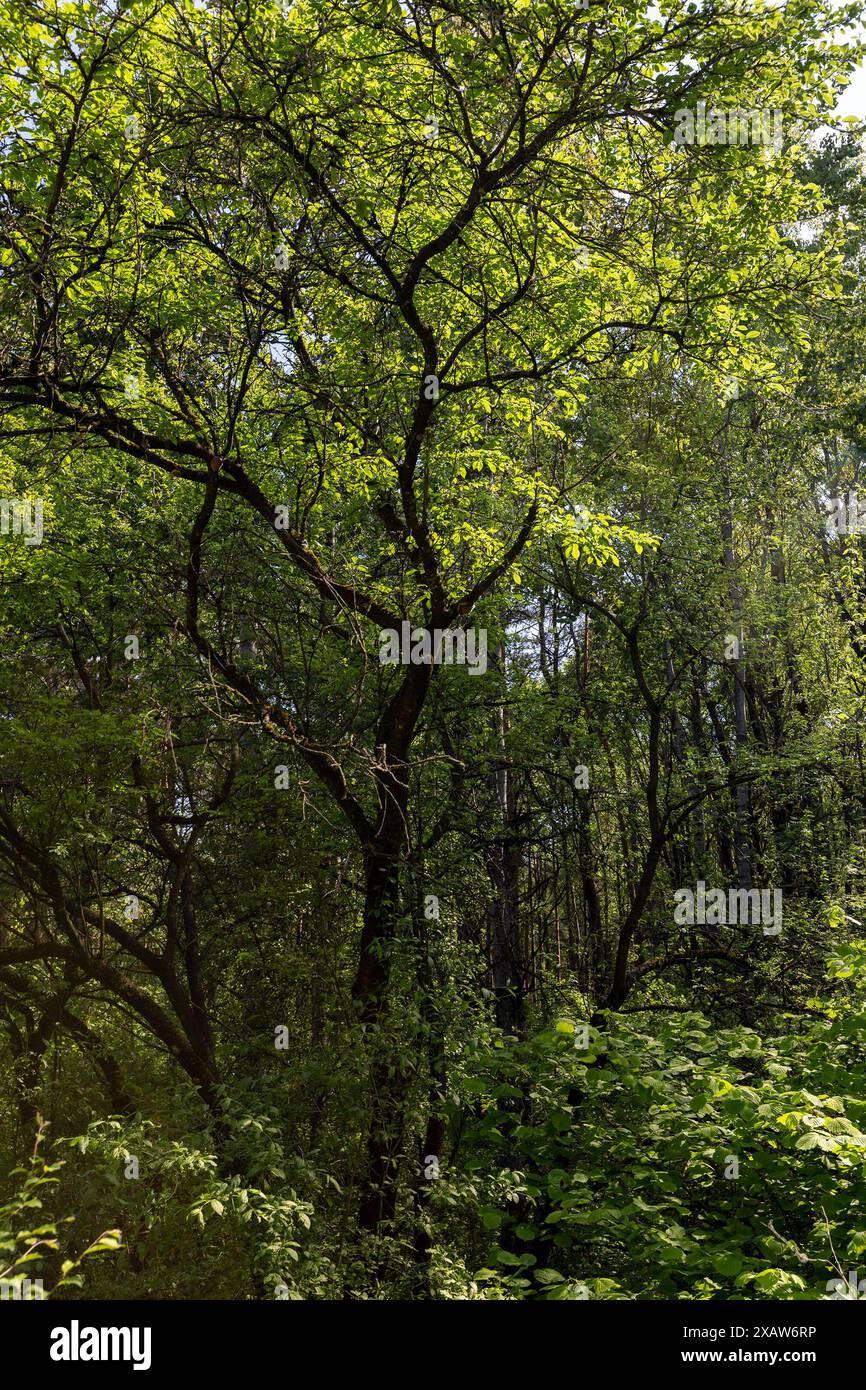 deciduous trees in a mixed forest in spring, wildlife with different ...