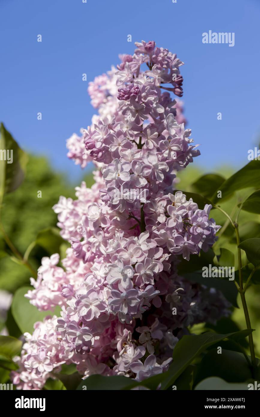 purple lilac inflorescences in spring, lilac bush during flowering ...