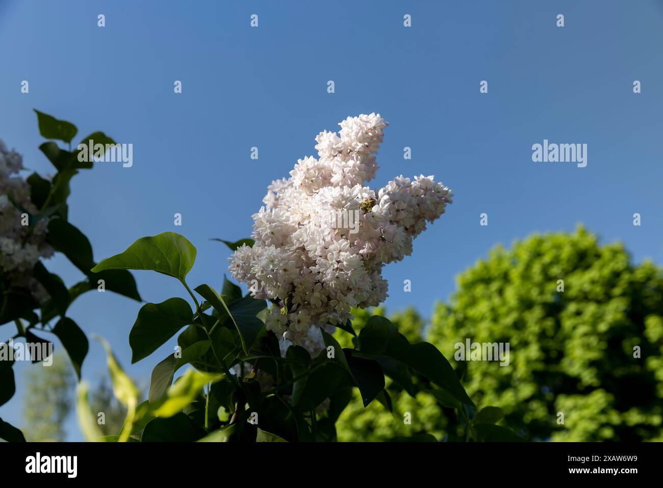 white lilac inflorescences in spring, lilac bush during flowering Stock ...