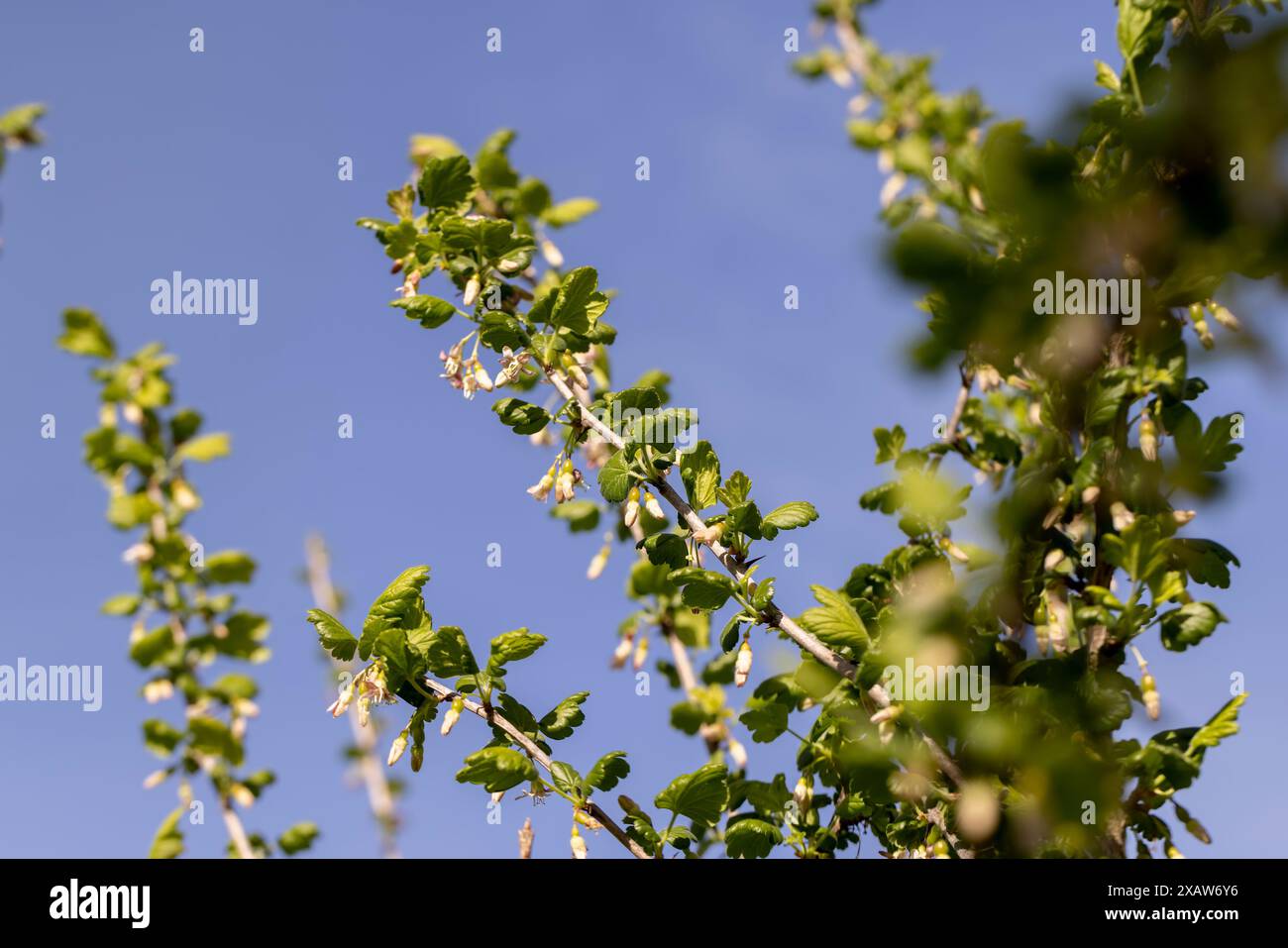 green foliage and gooseberry flowers on a blue sky background, blooming ...
