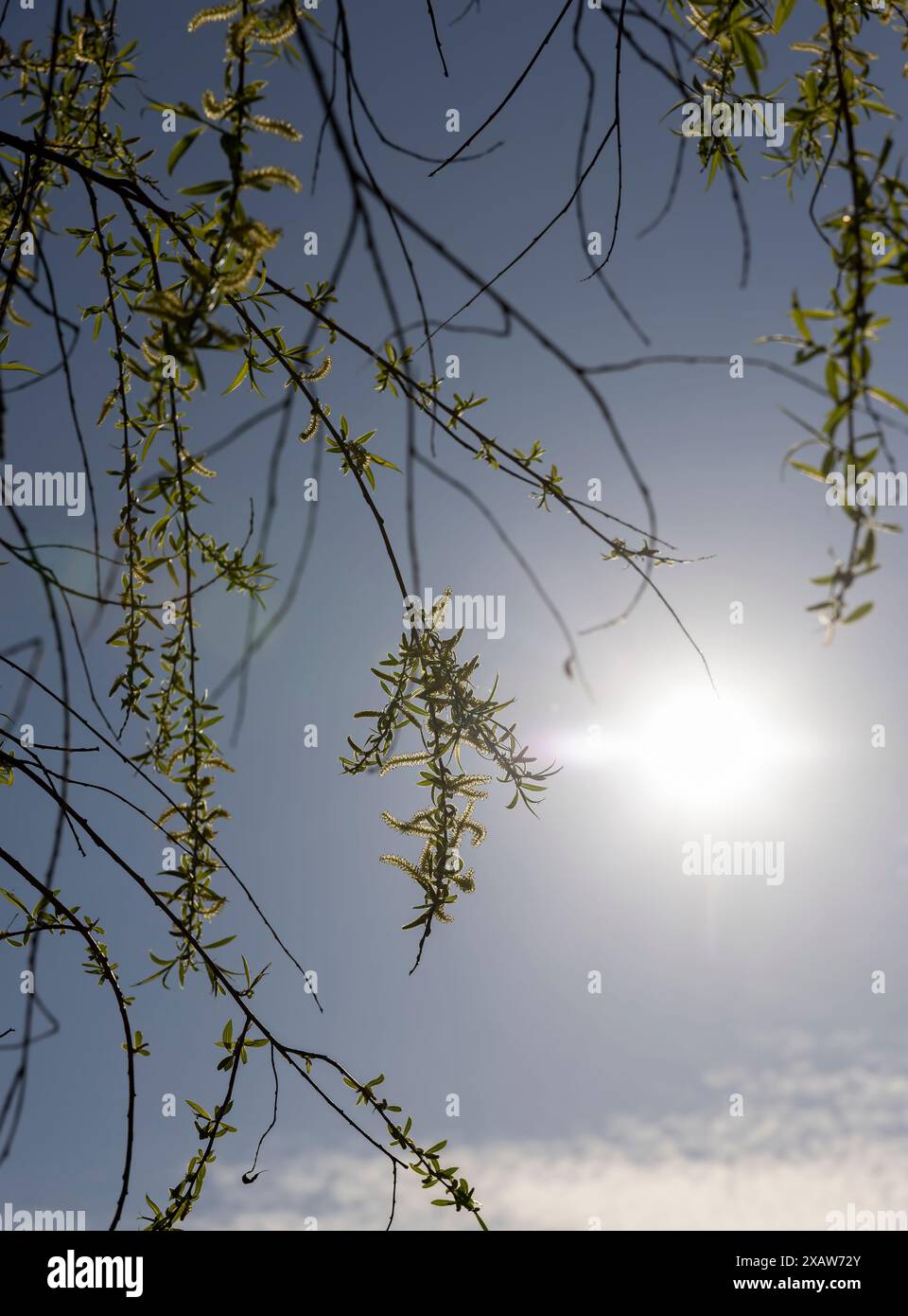 new foliage on willow trees in spring, beautiful new willow foliage in ...