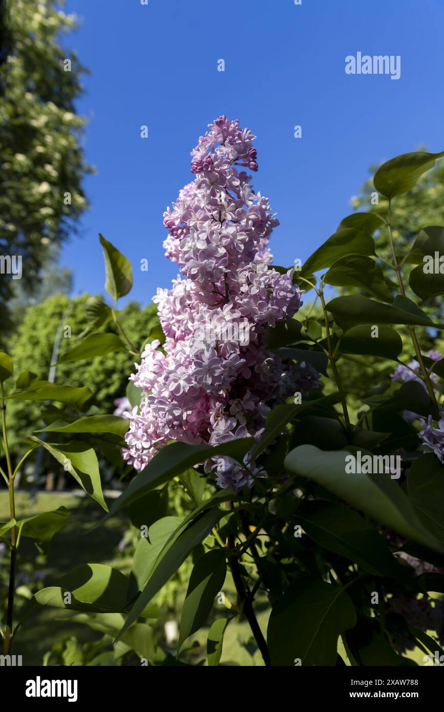 purple lilac inflorescences in spring, lilac bush during flowering ...