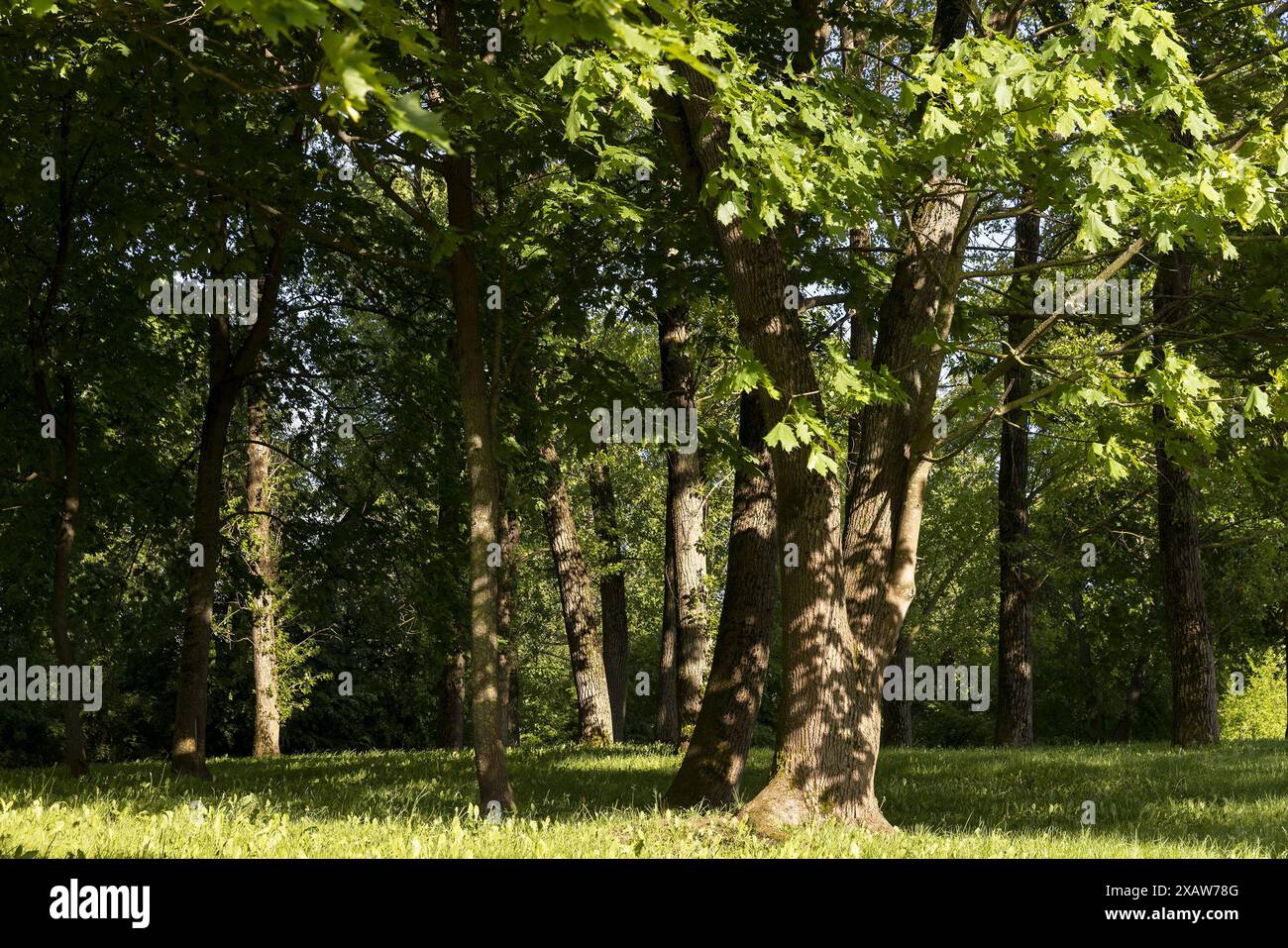 maples and other deciduous trees in the park in spring, beautiful green ...