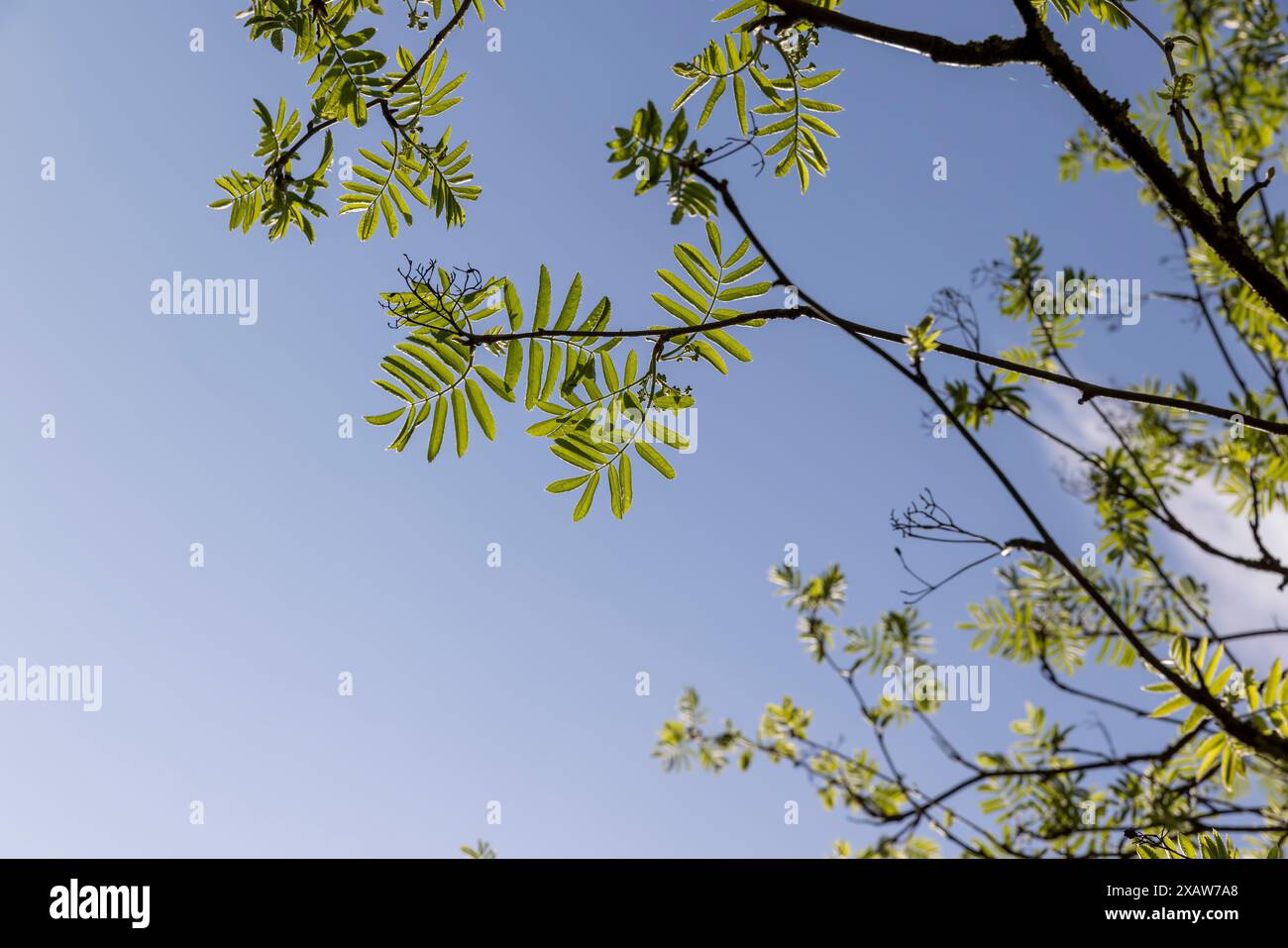 new foliage on rowan trees in spring, beautiful new rowan foliage in ...