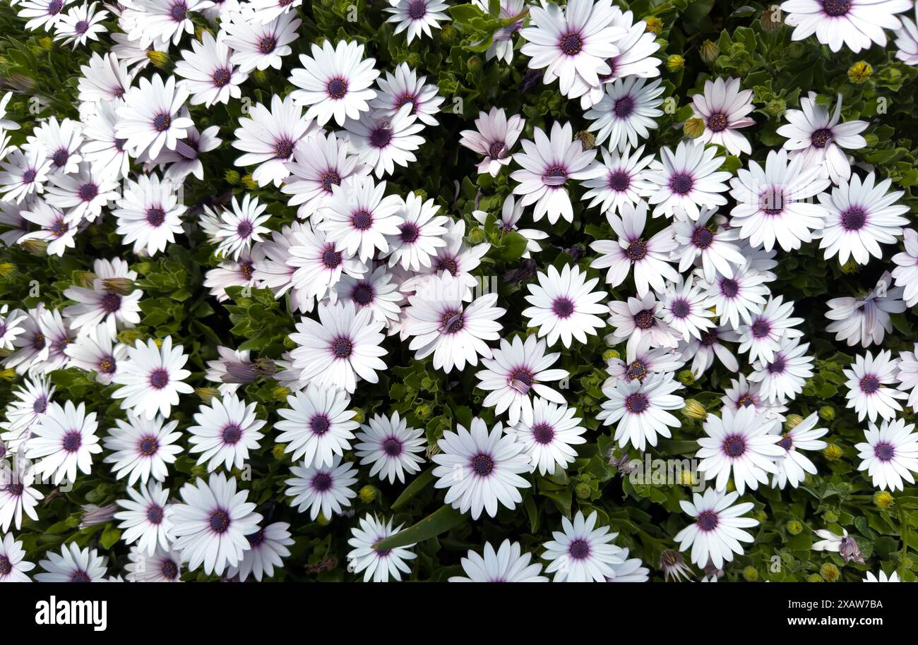 White African Daisy, Dimorphotheca Pluvialis, Cape Marigold, Cape Daisy ...