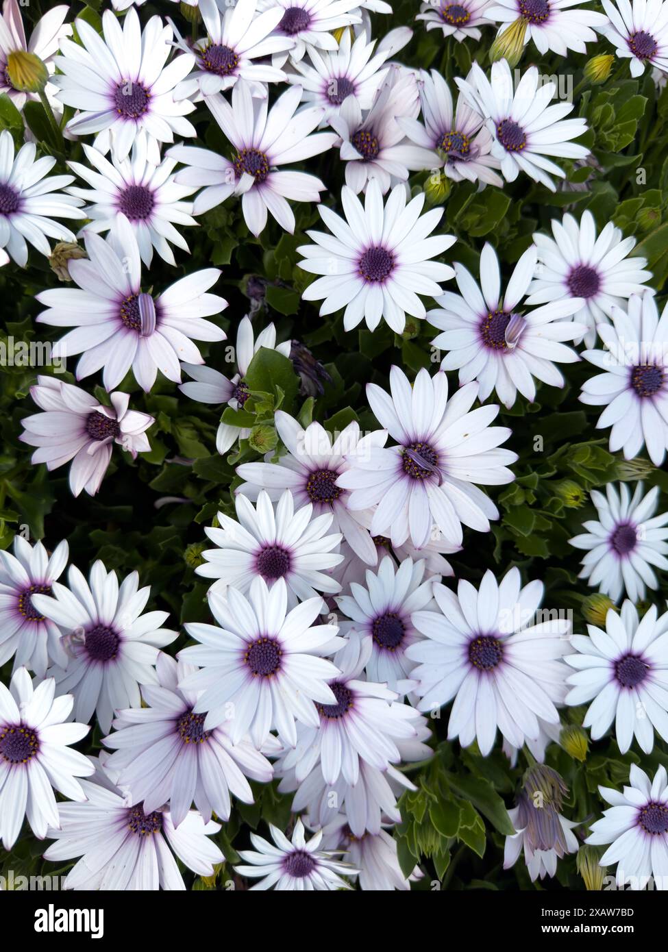 White African Daisy, Dimorphotheca Pluvialis, Cape Marigold, Cape Daisy ...