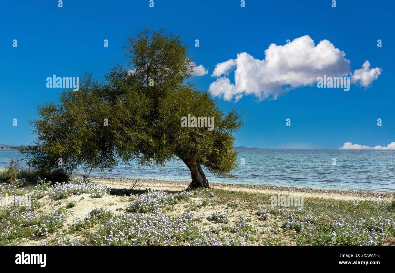 Sandy beach with shade from green tamarisk, tamarix, salt cedar tree or ...