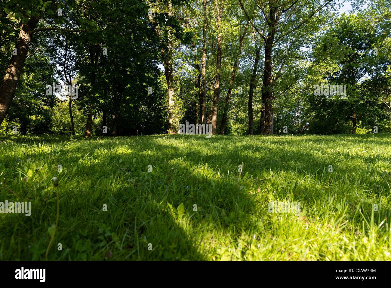 maples and other deciduous trees in the park in spring, beautiful green ...