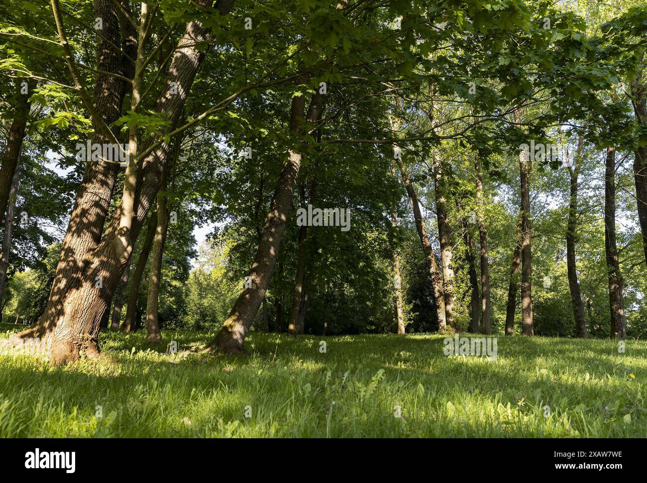 maples and other deciduous trees in the park in spring, beautiful green ...