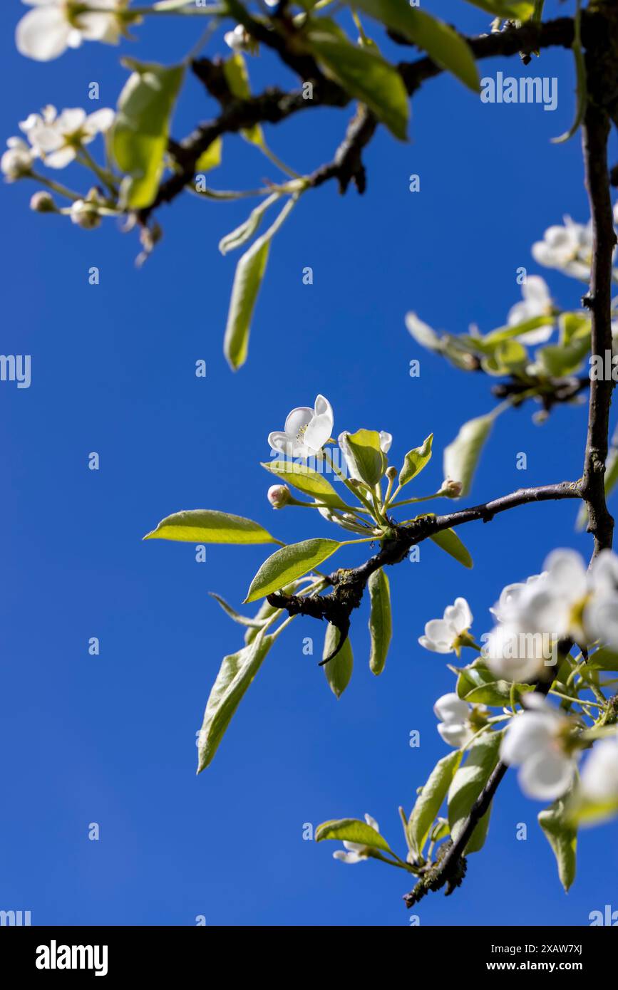cherry blossoms in spring in sunny weather, cherry blossoms in the ...