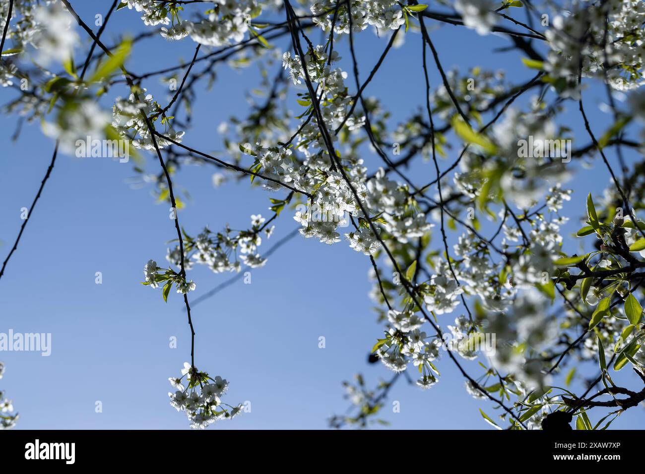 cherry blossoms in spring in sunny weather, cherry blossoms in the ...
