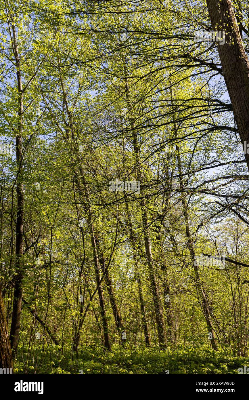 flowering trees in the spring season , a park with different types of ...