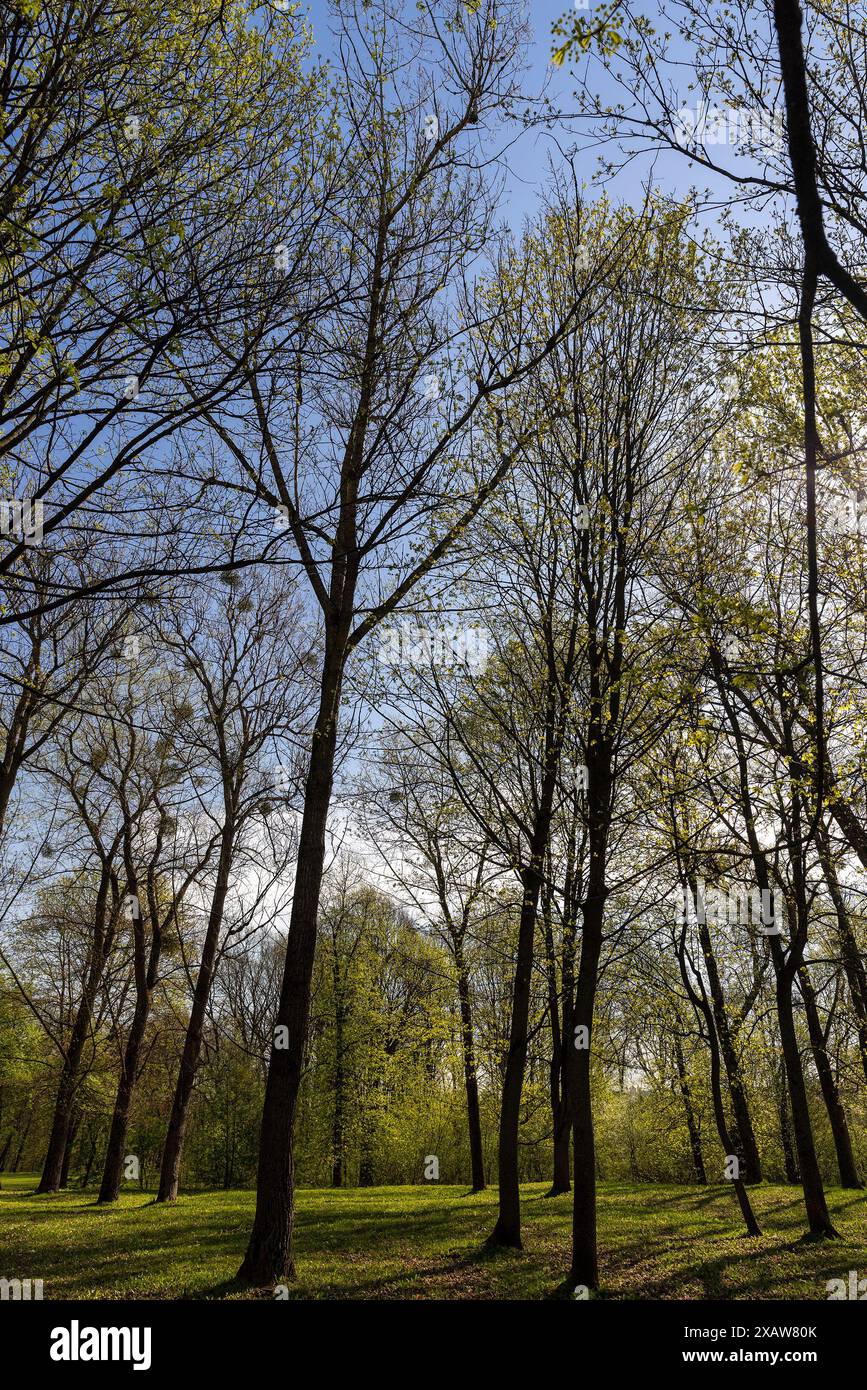 new foliage on maple trees in spring, beautiful new maple foliage in ...
