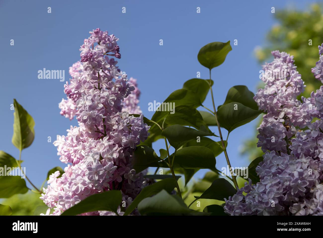 purple lilac inflorescences in spring, lilac bush during flowering ...