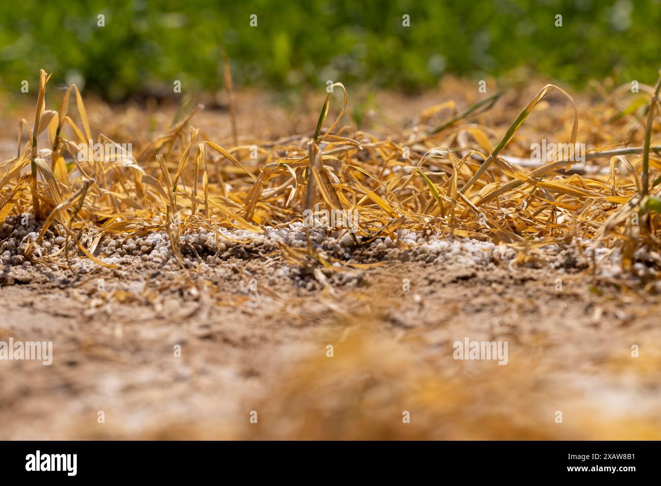 the destroyed wheat crop from the excessive use of mineral fertilizers ...